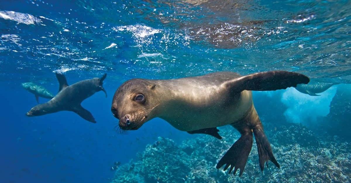 Península Valdés: Danza con lobos (de mar)