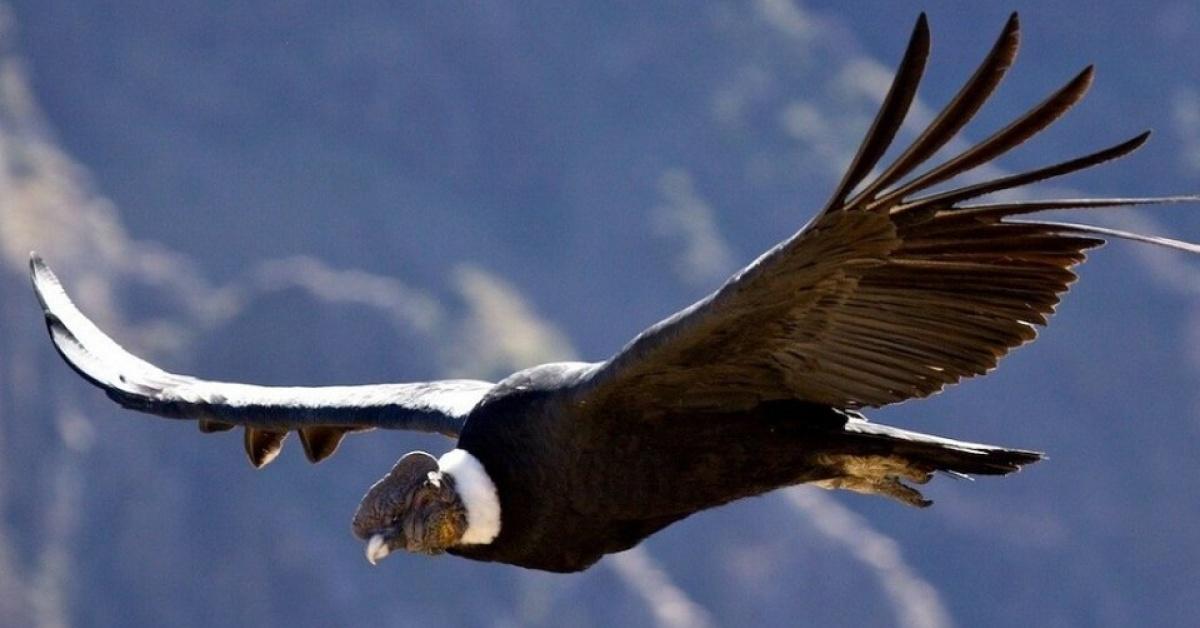 El cóndor pasa, el cóndor queda