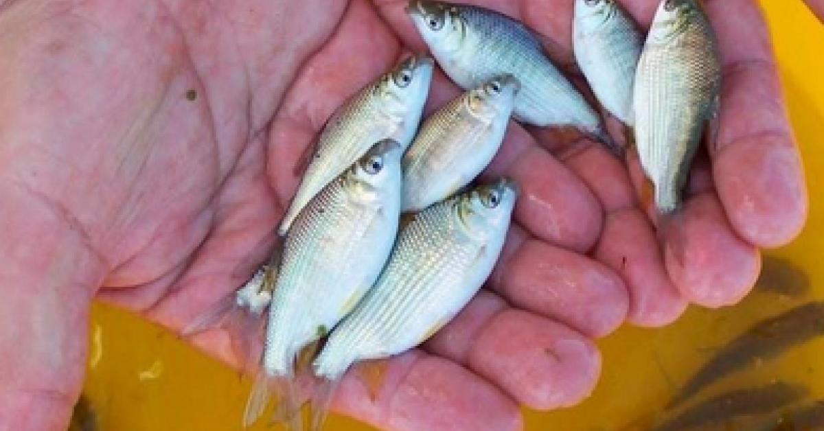 En Misiones avanzan en el fortalecimiento del sector piscícola