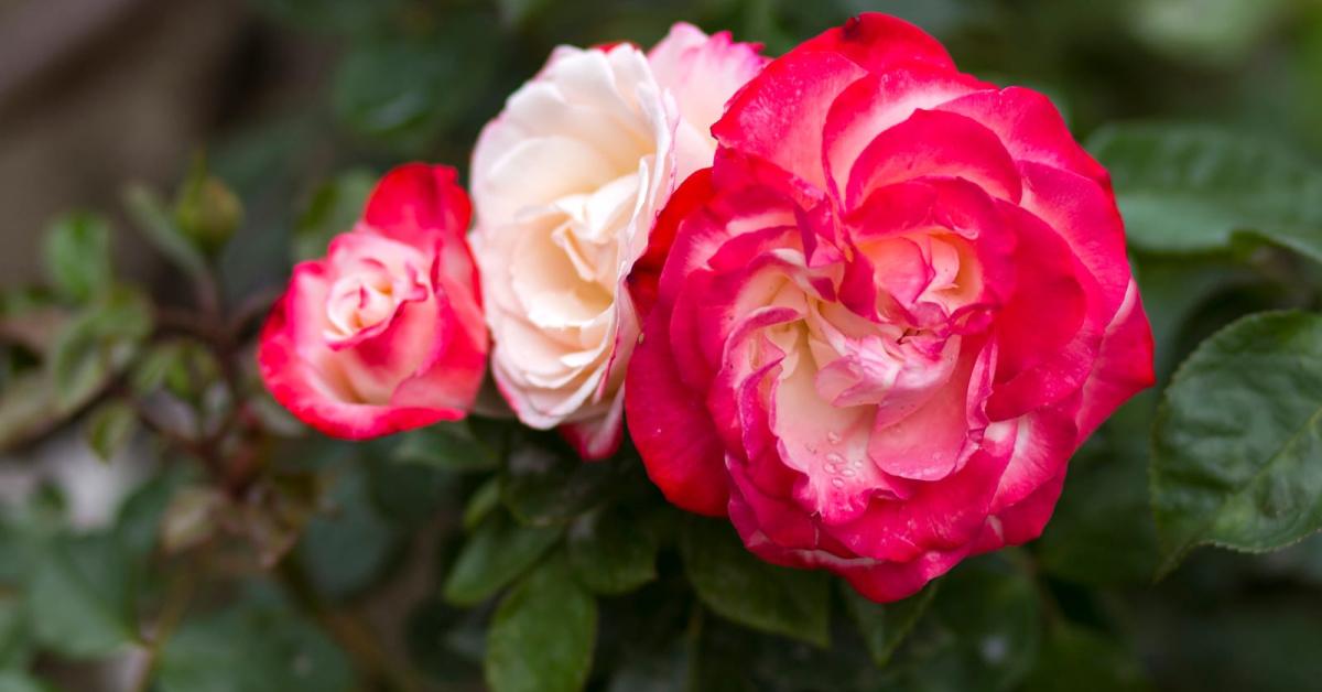 Plantas y materiales que mejor funcionan en jardines urbanos